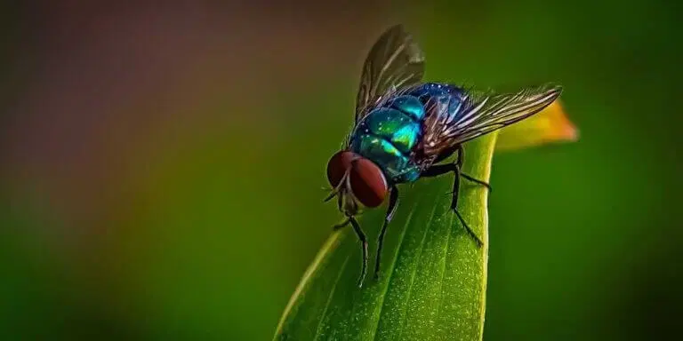 I heard a Fly buzz - when I died by Emily Dickinson - Poem Analysis