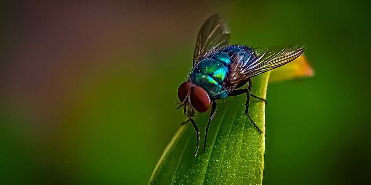 I heard a Fly buzz - when I died by Emily Dickinson - Poem Analysis