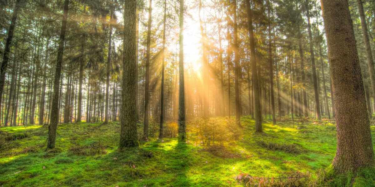 Tell all the truth but tell it slant by Emily Dickinson - Poem Analysis