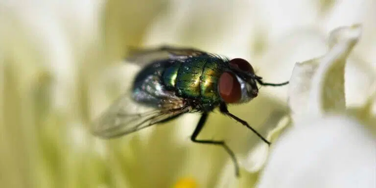 The Spider and the Fly by Mary Howitt - Poem Analysis