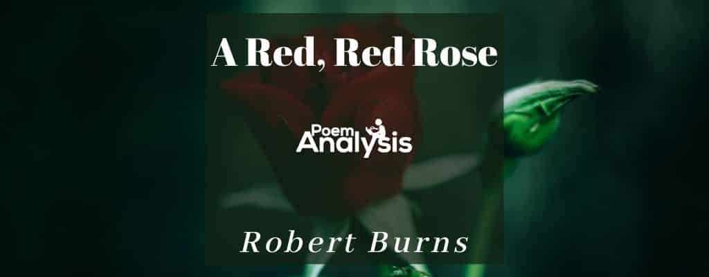 A Red, Red Rose by Robert Burns - Poem Analysis
