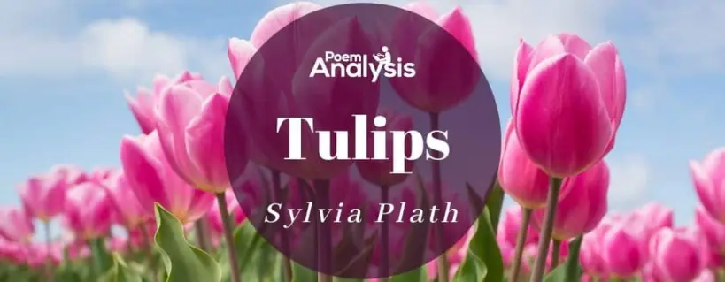 Tulips by Sylvia Plath - Poem Analysis