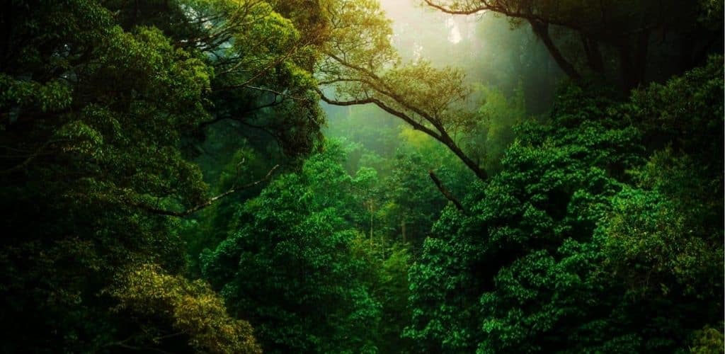 Remember by Joy Harjo - Poem Analysis