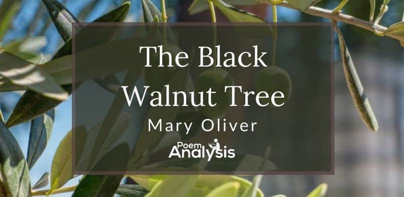 The Black Walnut Tree by Mary Oliver - Poem Analysis