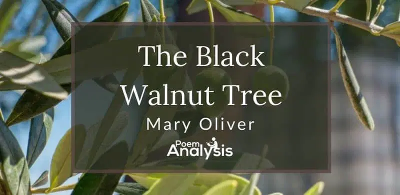 The Black Walnut Tree by Mary Oliver - Poem Analysis