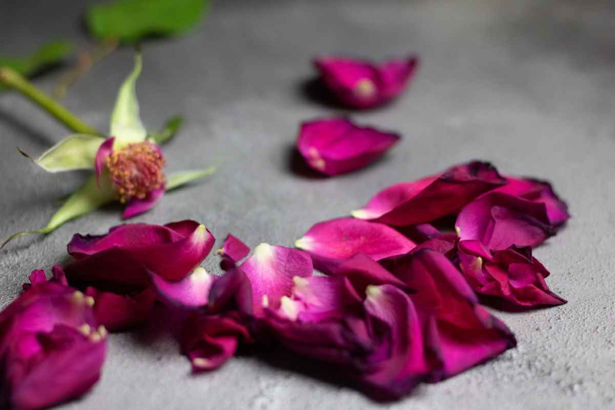 15 of the Best Carpe Diem Poems Poet Lovers Must Read