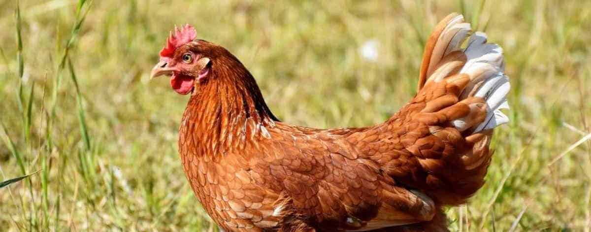 Understand Sonnet 143 by William Shakespeare - Poem Analysis