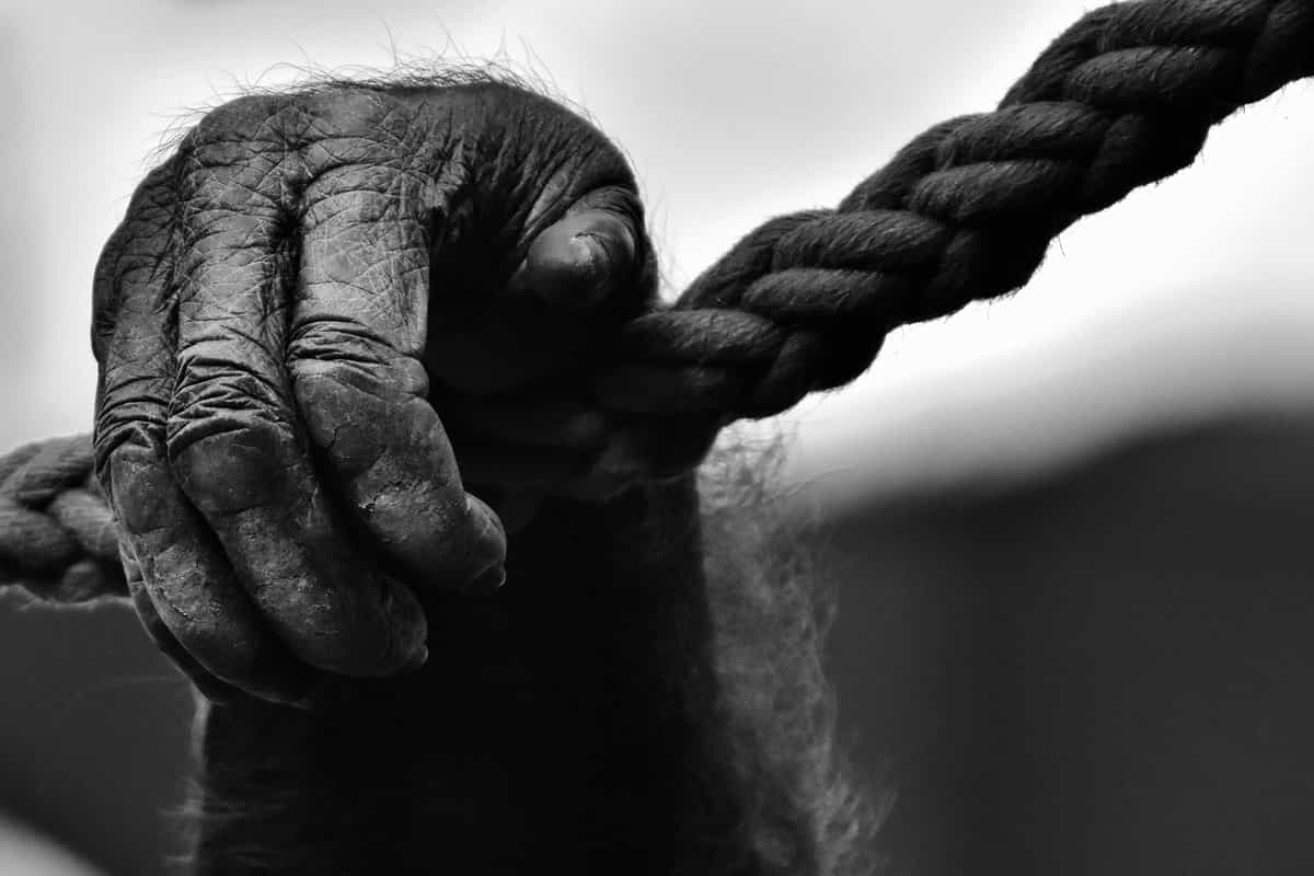 The Black Man's Burden by H. T. Johnson - Poem Analysis