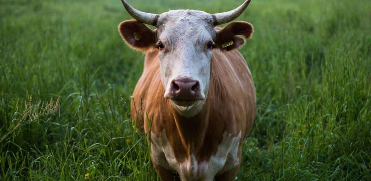 The Purple Cow by Gelett Burgess - Poem Analysis