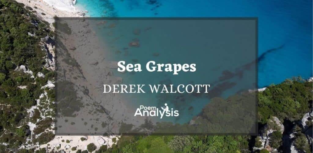 Sea Grapes by Derek Walcott - Poem Analysis