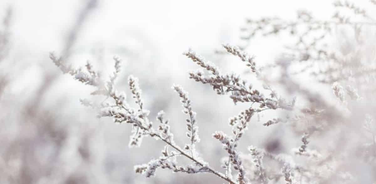 10 of the Best Winter Haiku Poet Lovers Must Read - Poem Analysis