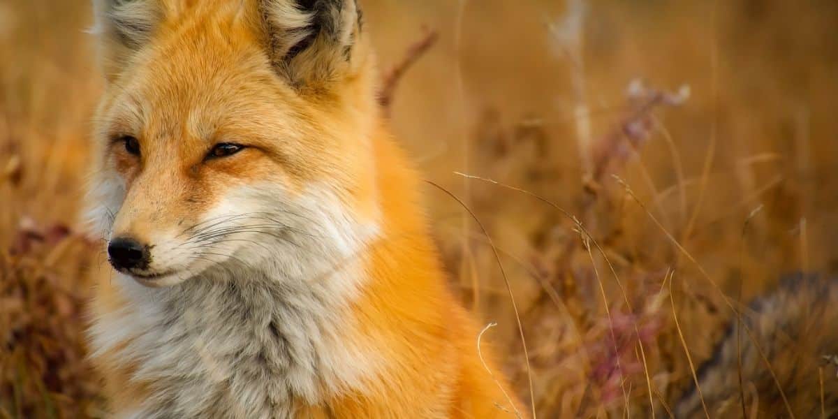Good-bye Fox by Mary Oliver - Poem Analysis