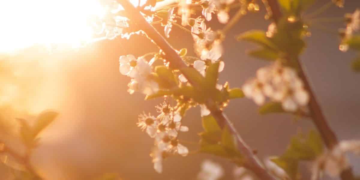 Spring by Edna St. Vincent Millay - Poem Analysis