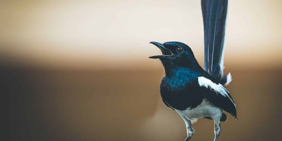 One For Sorrow - Poem Analysis