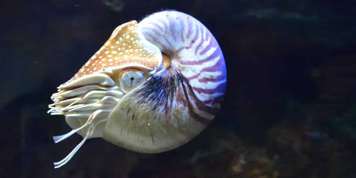 The Chambered Nautilus by Oliver Wendell Holmes - Poem Analysis