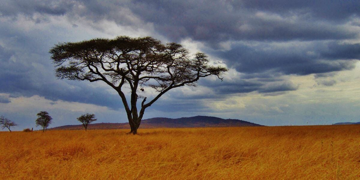 A Long Journey by Musaemura Zimunya - Poem Analysis