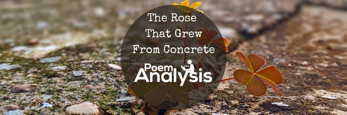 The Rose That Grew From Concrete by Tupac Shakur - Poem Analysis