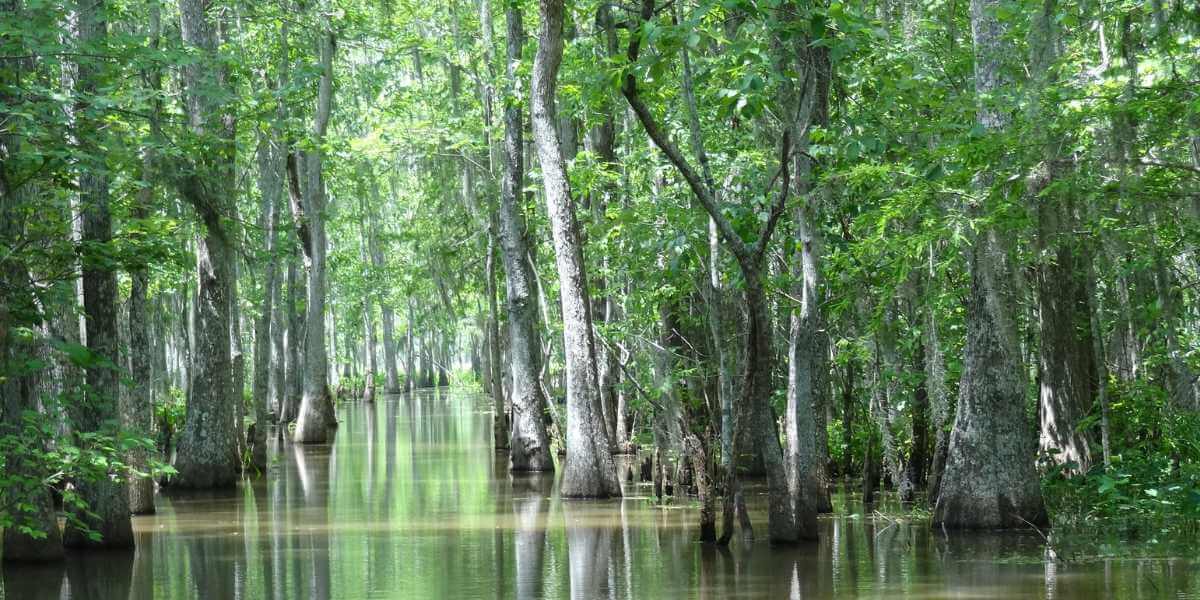 Crossing the Swamp by Mary Oliver - Poem Analysis