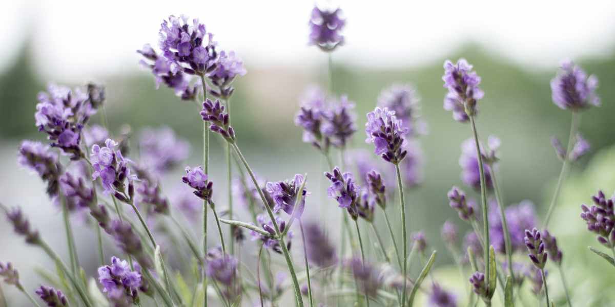 Sweet Death by Christina Rossetti - Poem Analysis