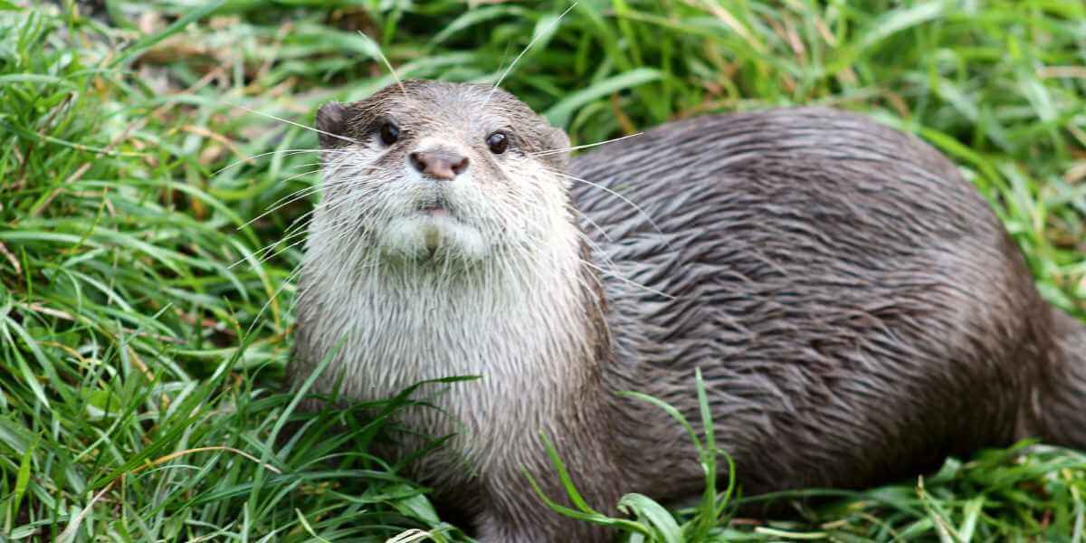 The Otter by Seamus Heaney - Poem Analysis