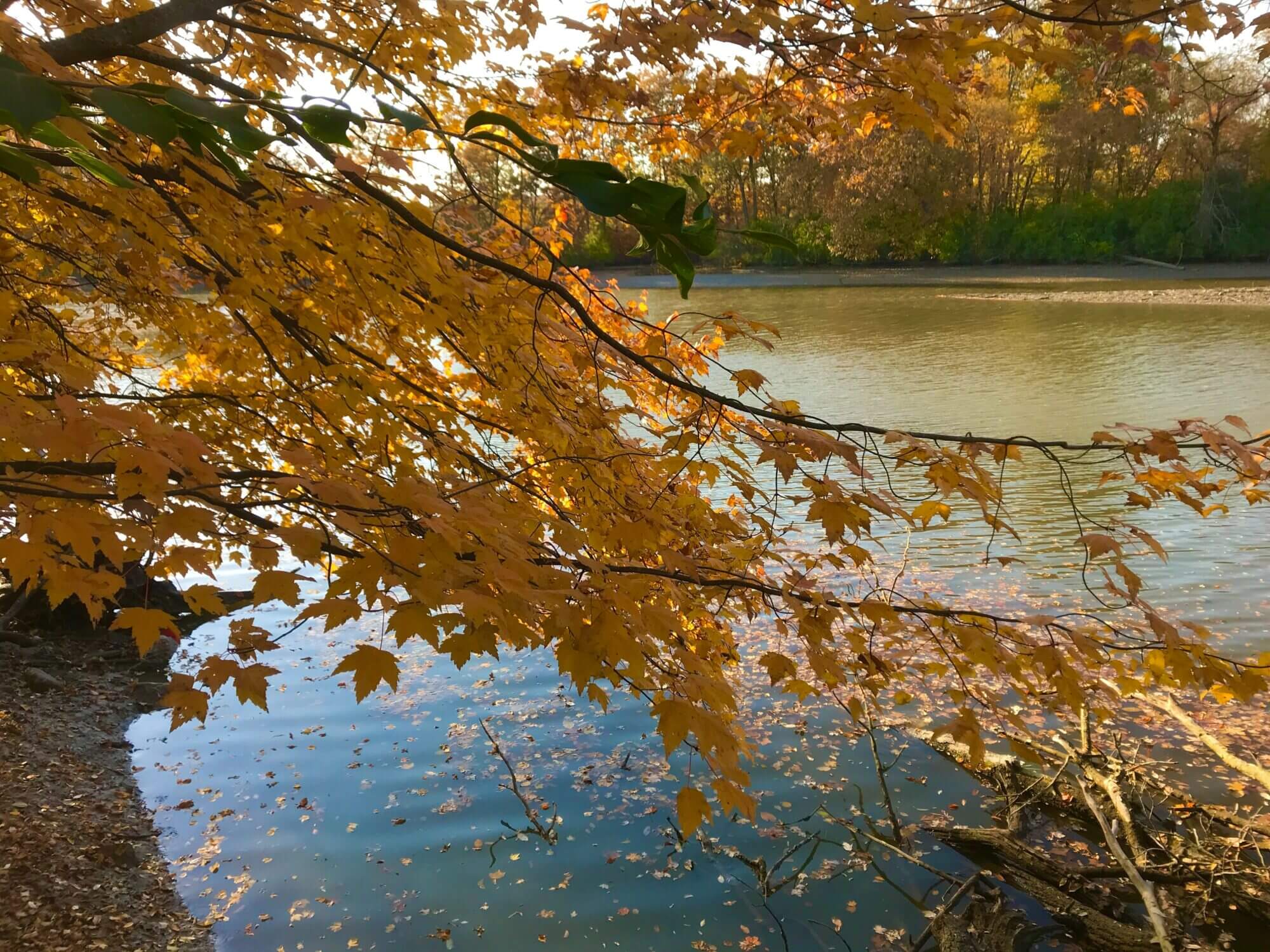 Autumn by Sara Teasdale - Poem Analysis