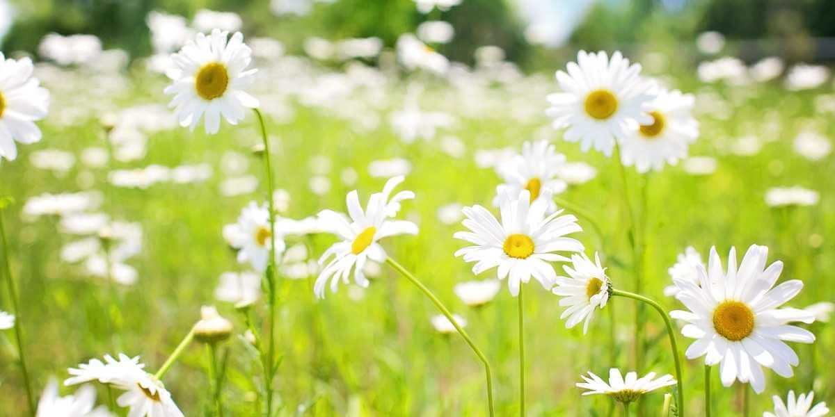 Thanksgiving by Ella Wheeler Wilcox - Poem Analysis