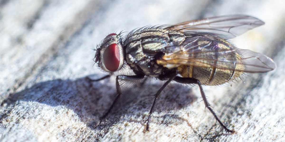 The Fly by William Blake - Poem Analysis
