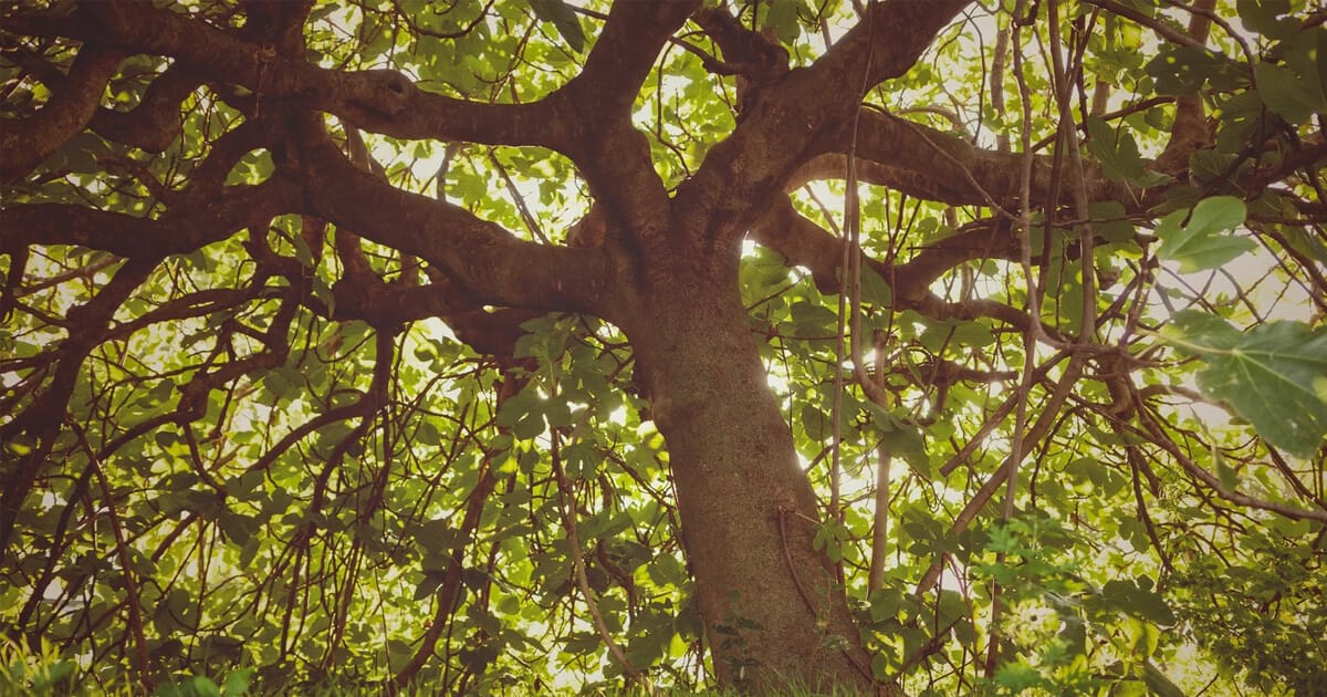 The Fig Tree by Sylvia Plath - Poem Analysis